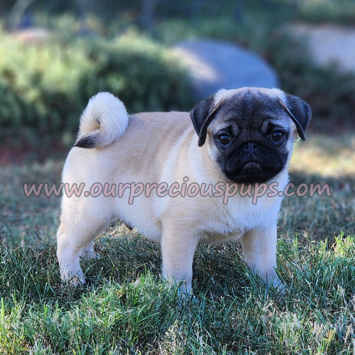 Puppies – Our Precious Pups